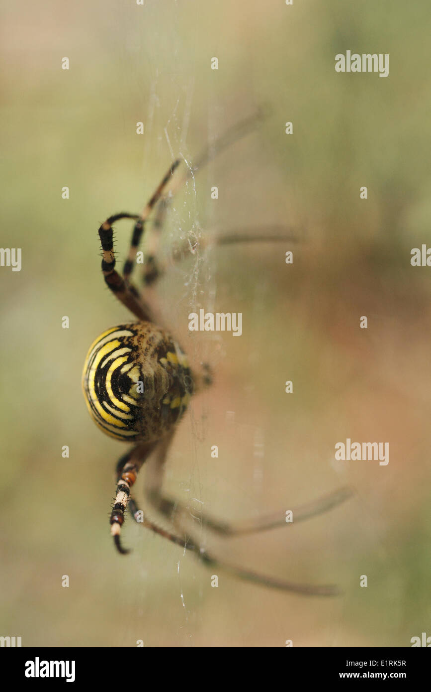 Spider hanging hi-res stock photography and images - Alamy