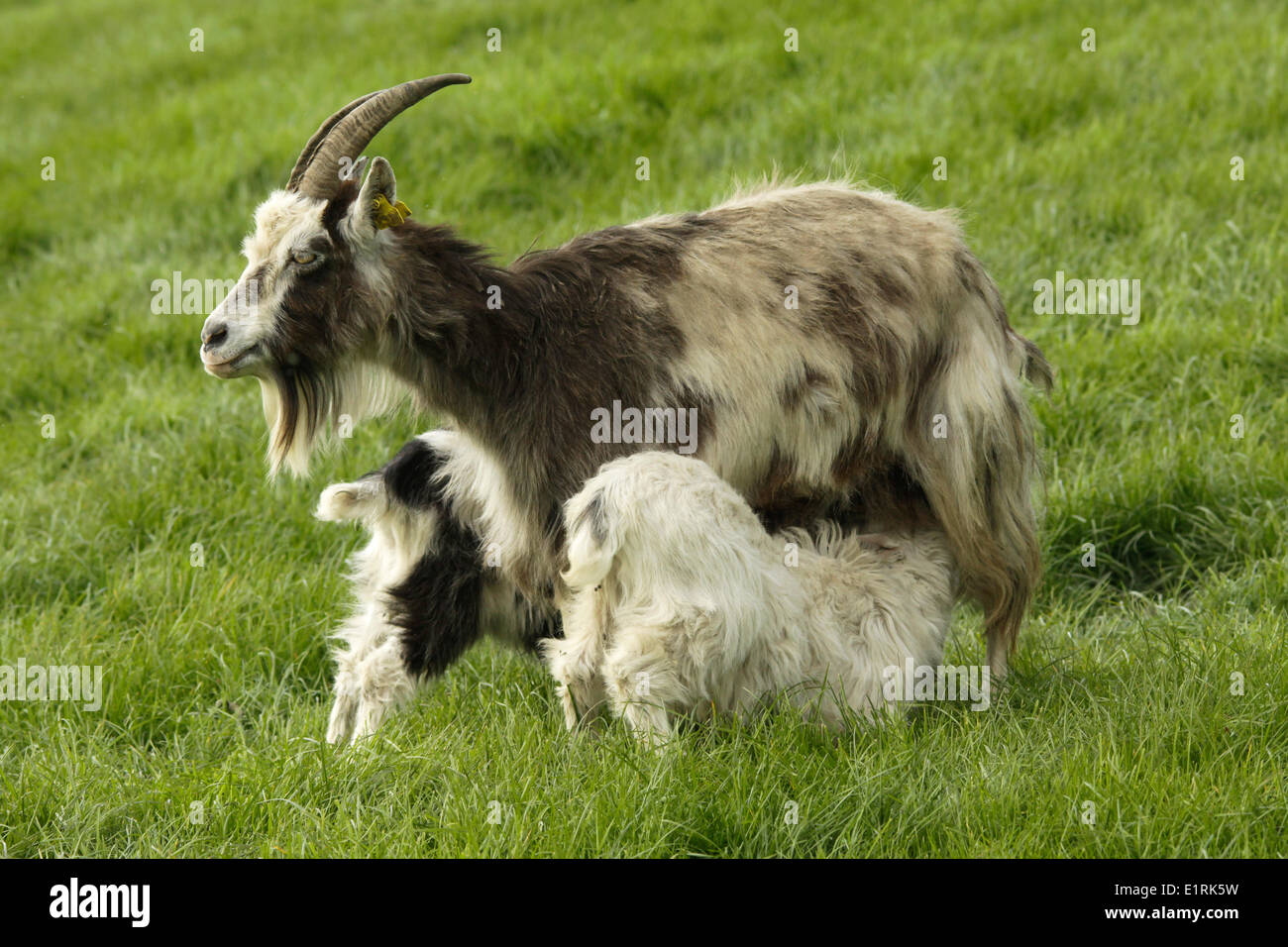 Traditional Dutch land-goat Stock Photo - Alamy