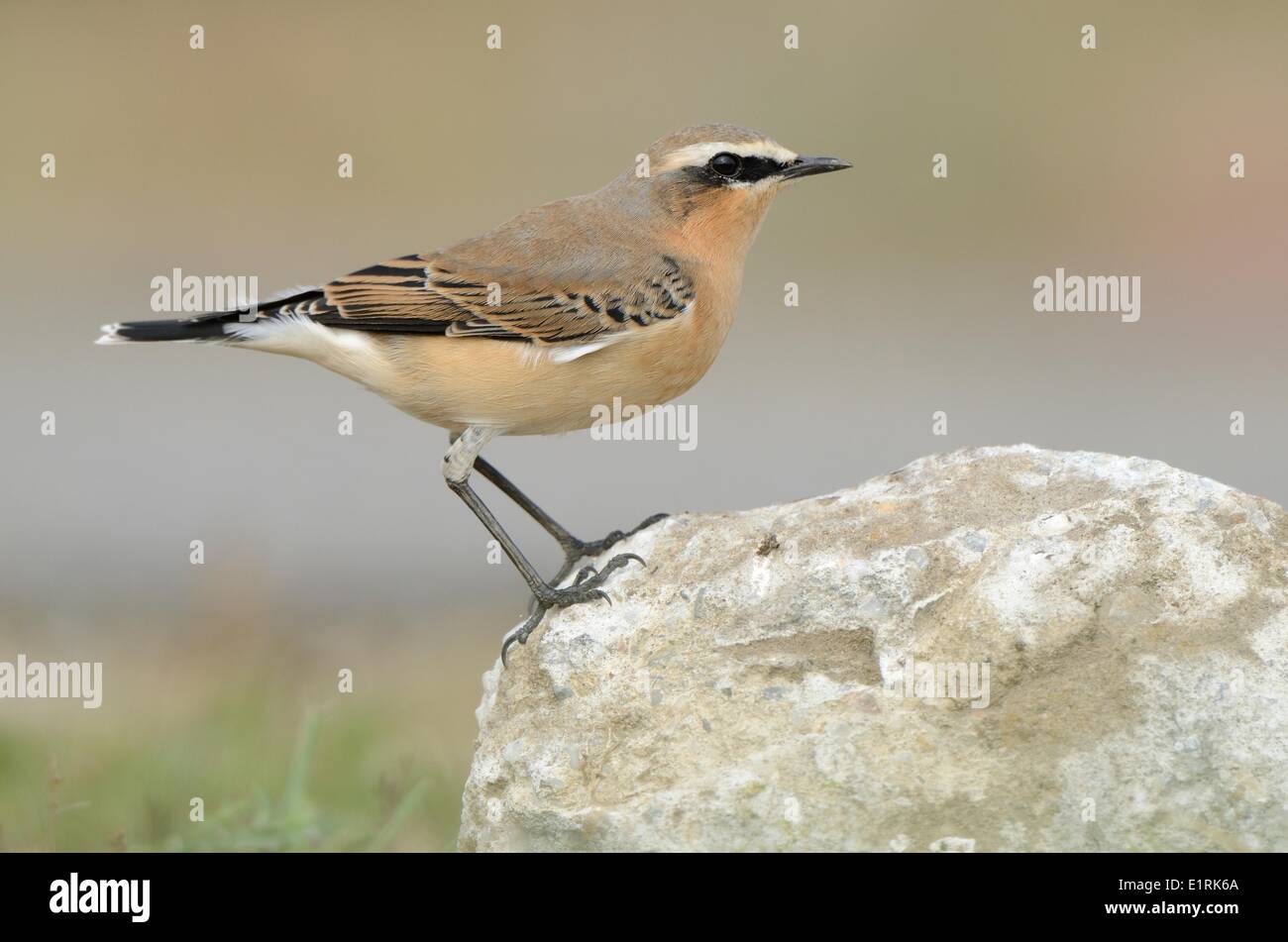 Wheatear during autumn migration Stock Photo - Alamy