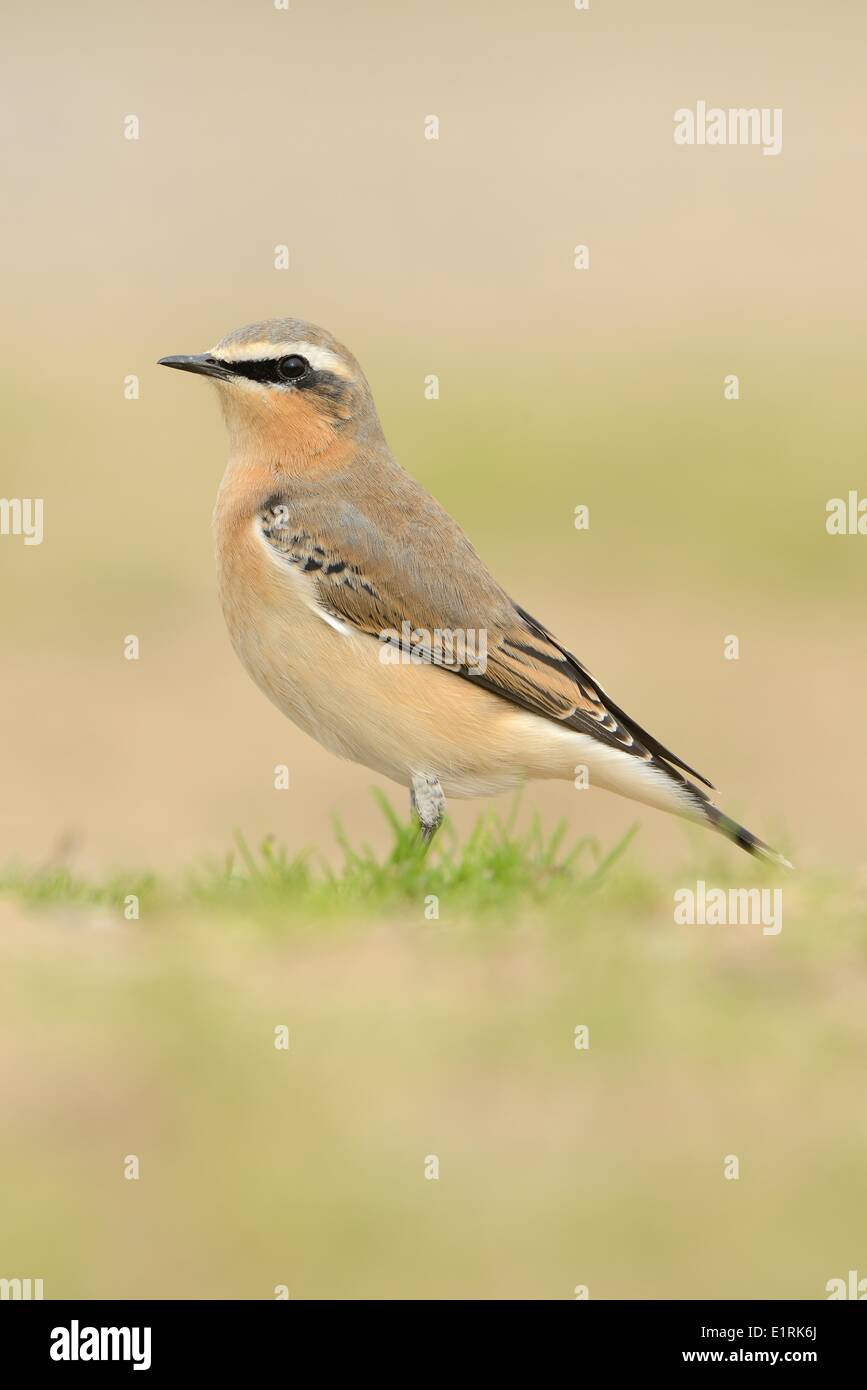 Wheatear during autumn migration Stock Photo - Alamy