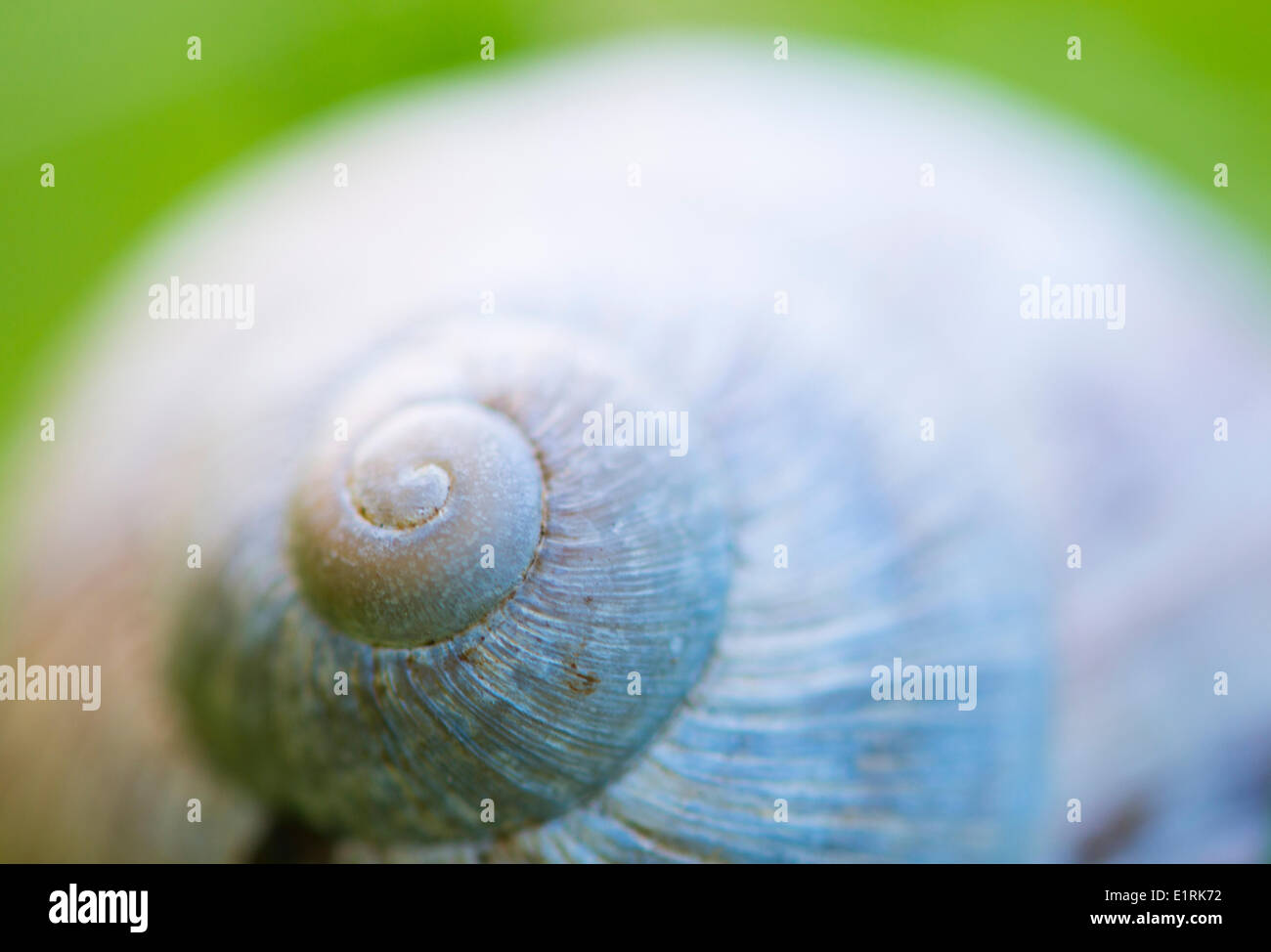 Helicidae roman snail edible snail hi-res stock photography and images ...
