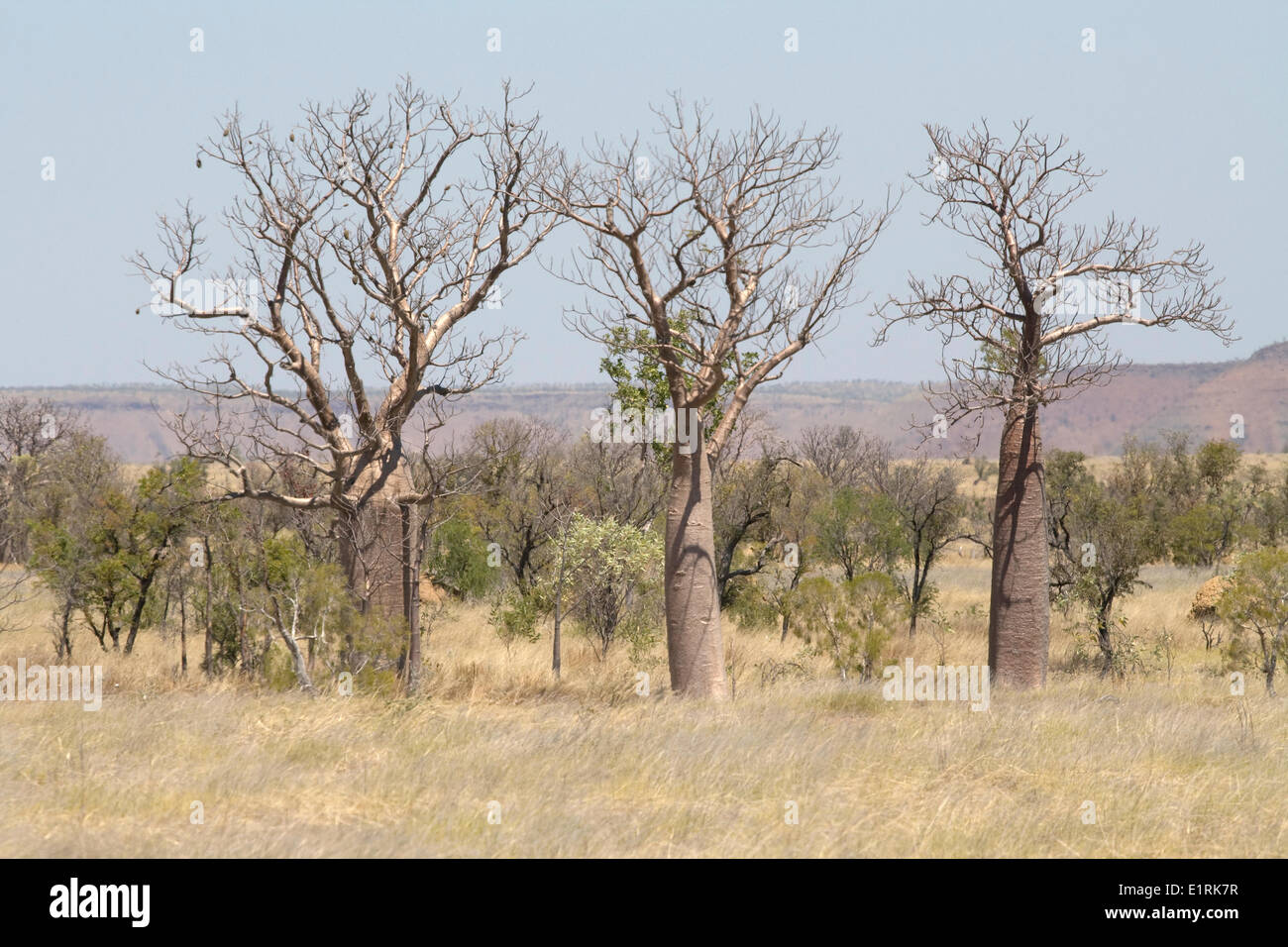 Boabs hi-res stock photography and images - Alamy