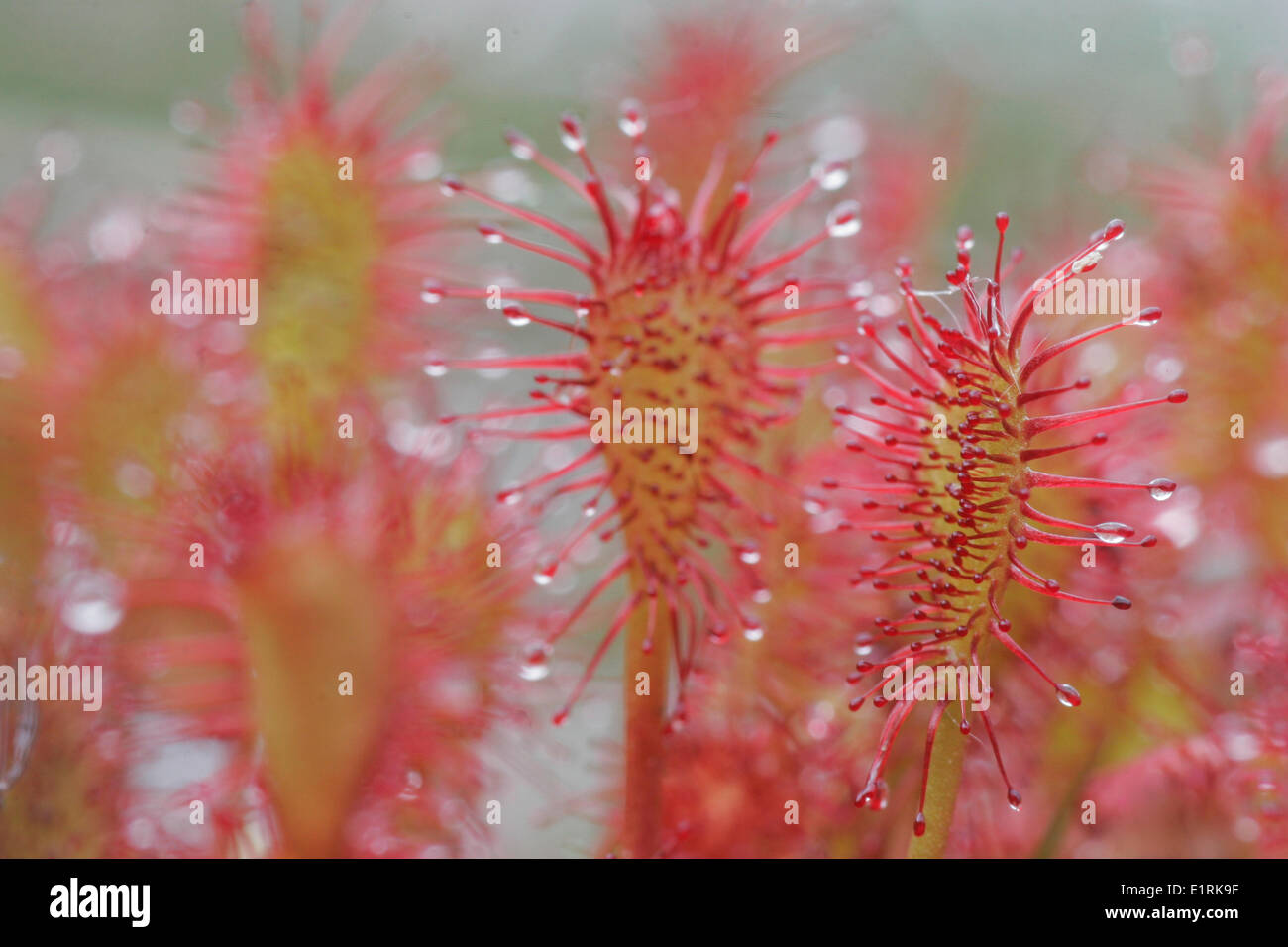 Group of spatulate-leaved sundew, side view Stock Photo - Alamy