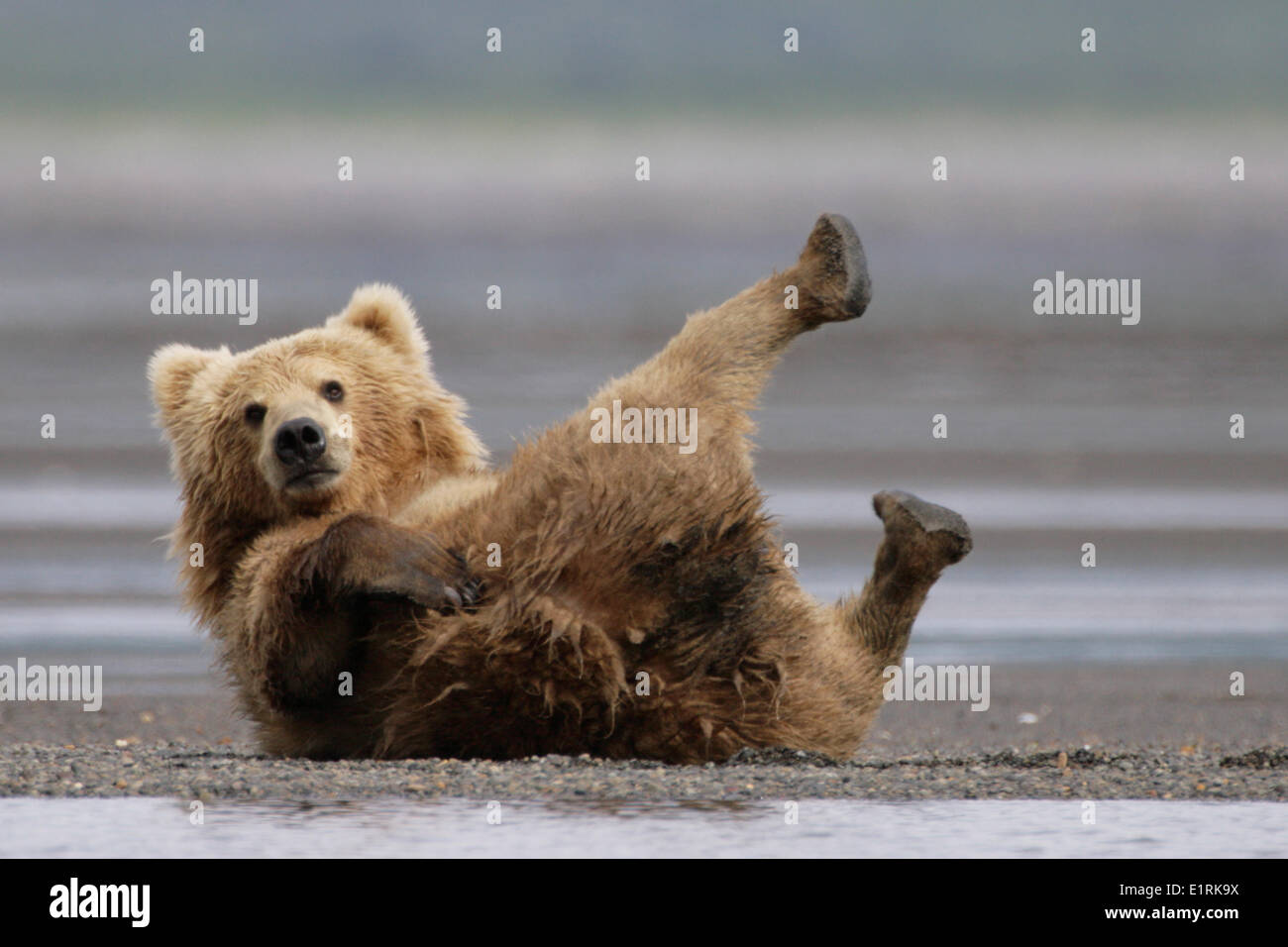 Brown Bear (Ursus arctos) lying on his back Stock Photo - Alamy