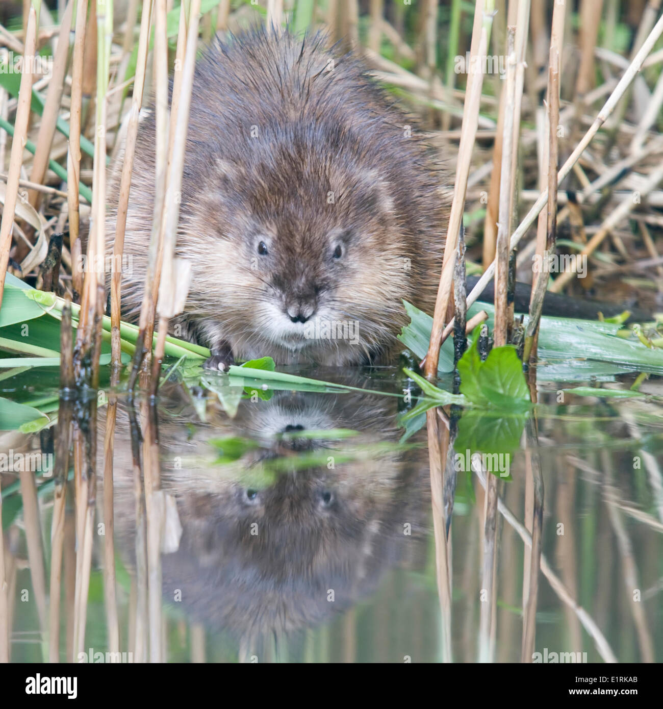 Common muskrat hi-res stock photography and images - Alamy