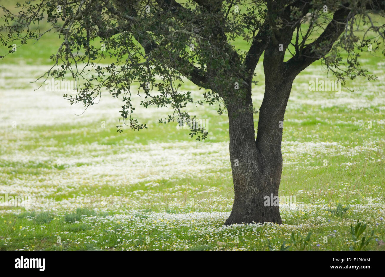 Holm oak portugal quercus ilex hi-res stock photography and images - Alamy