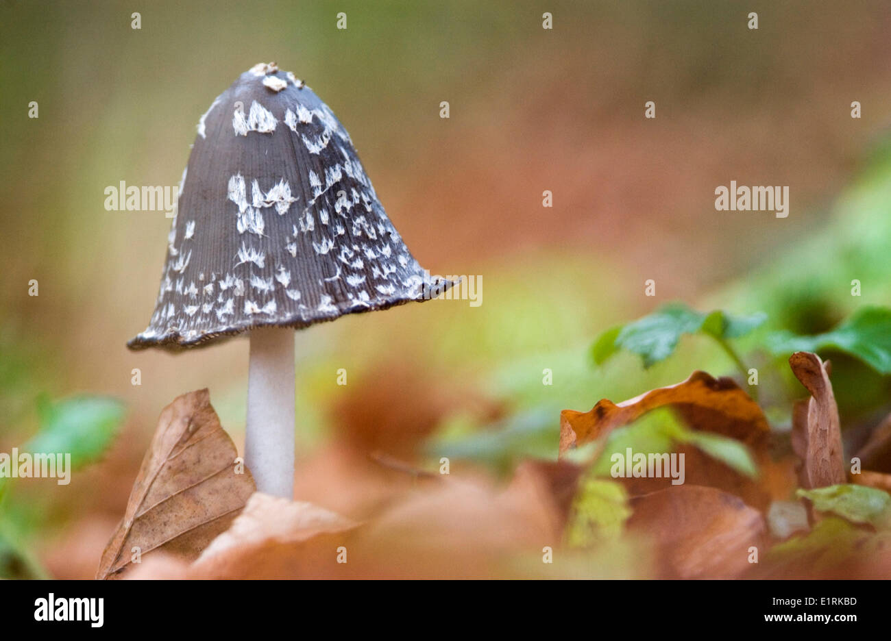 Magpie ink cap hi-res stock photography and images - Alamy