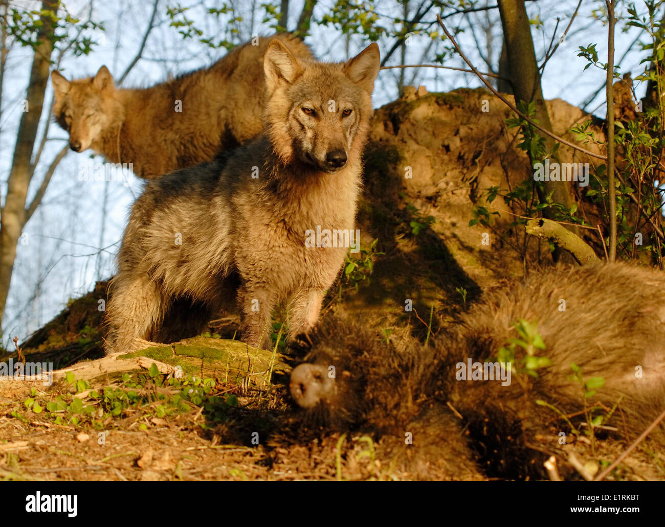 Wild boar and wolves hi-res stock photography and images - Alamy