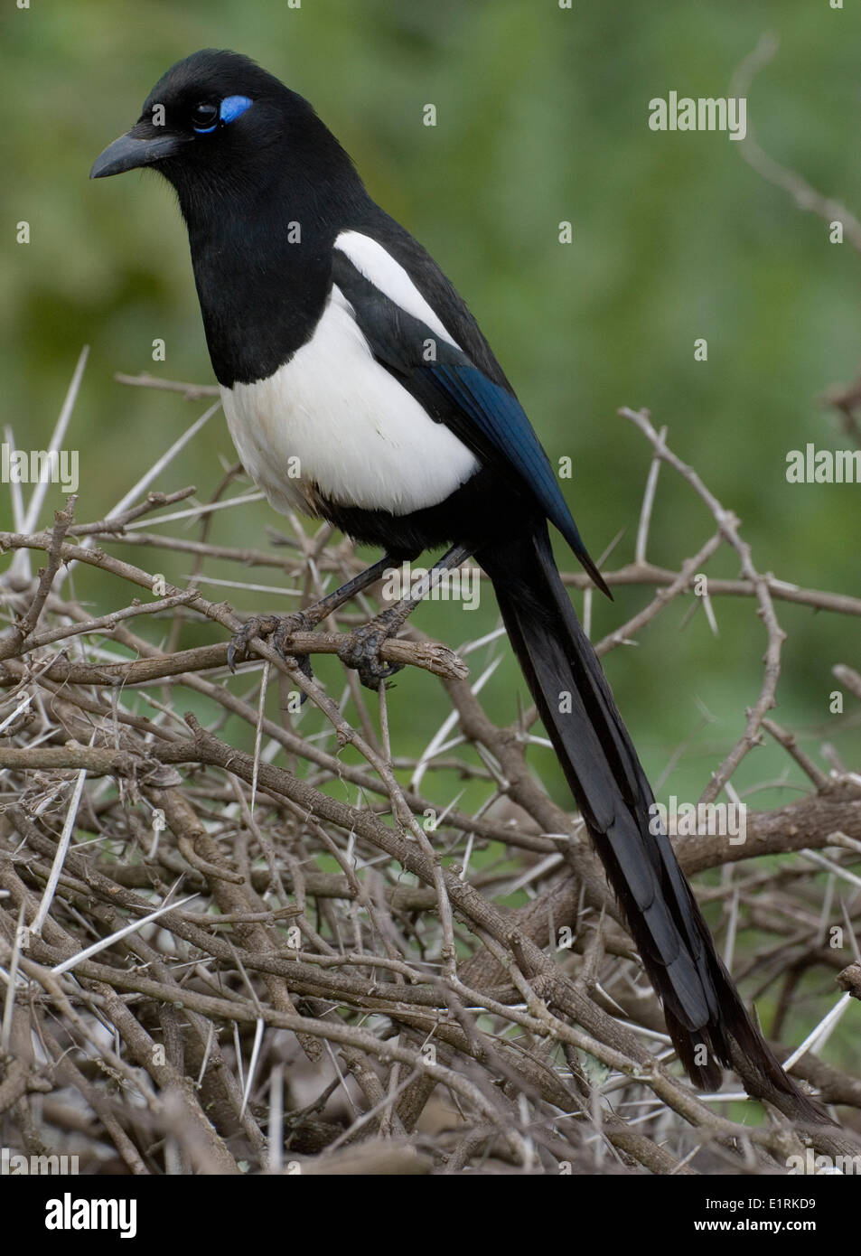 Moroccan Magpie on dead twigs, side-view Stock Photo - Alamy