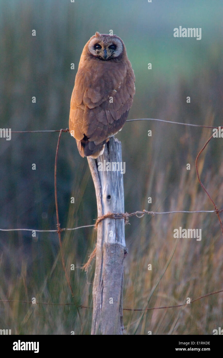 Marsh Owl (Asio capensis tingitanus Stock Photo - Alamy