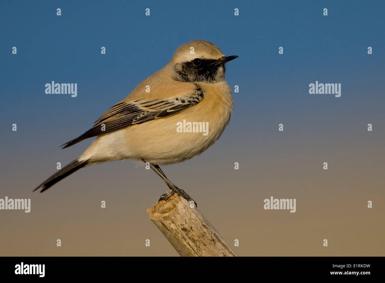 Desert Wheatear (Oenanthe deserti Stock Photo - Alamy