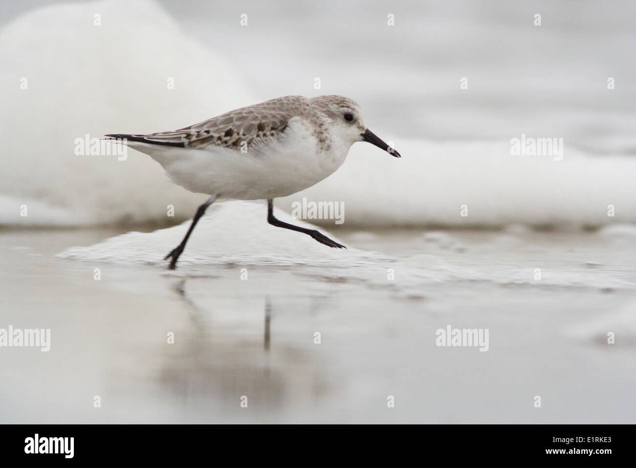 Sanderling running waves hi-res stock photography and images - Alamy