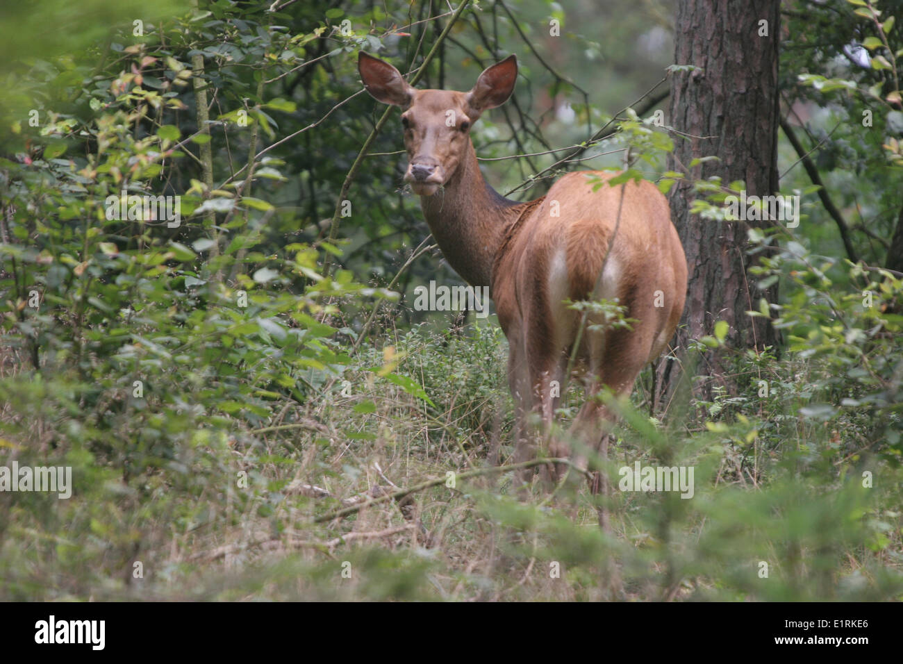 Red deer doe in forest Stock Photo - Alamy