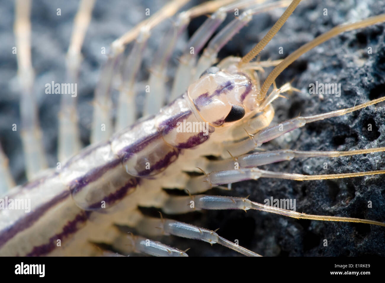 House centipede, species from the order Scutigeromorpha are the only ...