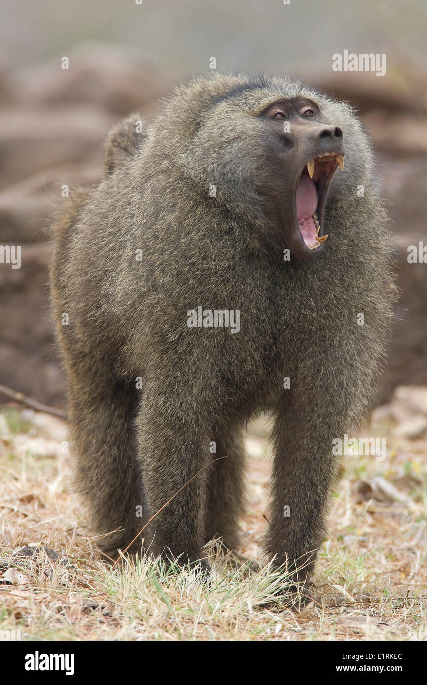 Male Olive Baboon (Papio anubis) showing fangs Stock Photo - Alamy