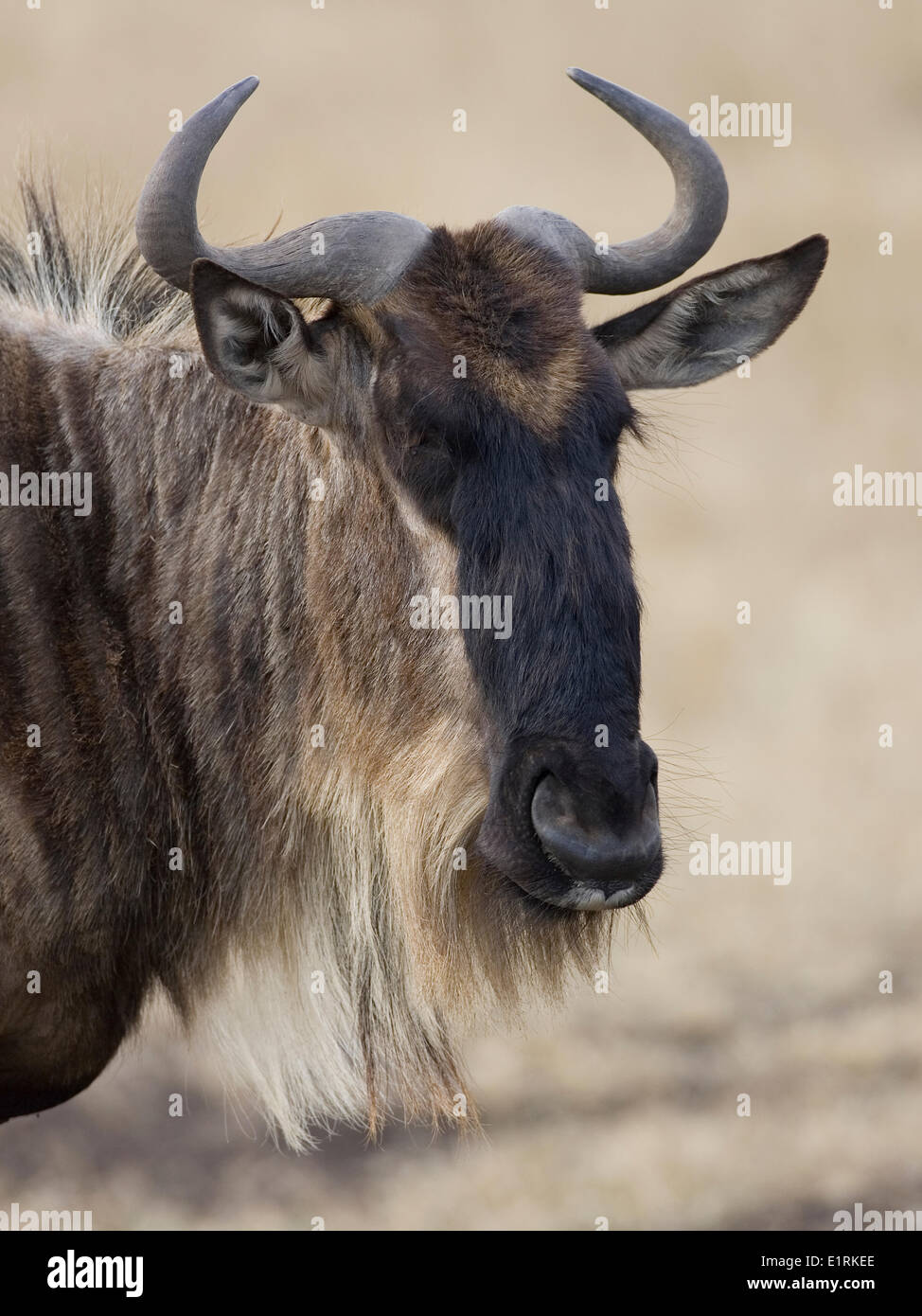 Portrait of Common Wildebeest (Connochaetus taurinus Stock Photo - Alamy