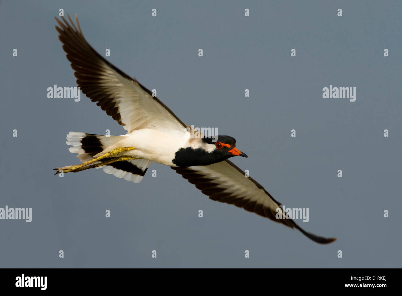 Adult Red-wattled Lapwing (Vanellus indicus) flying Stock Photo - Alamy