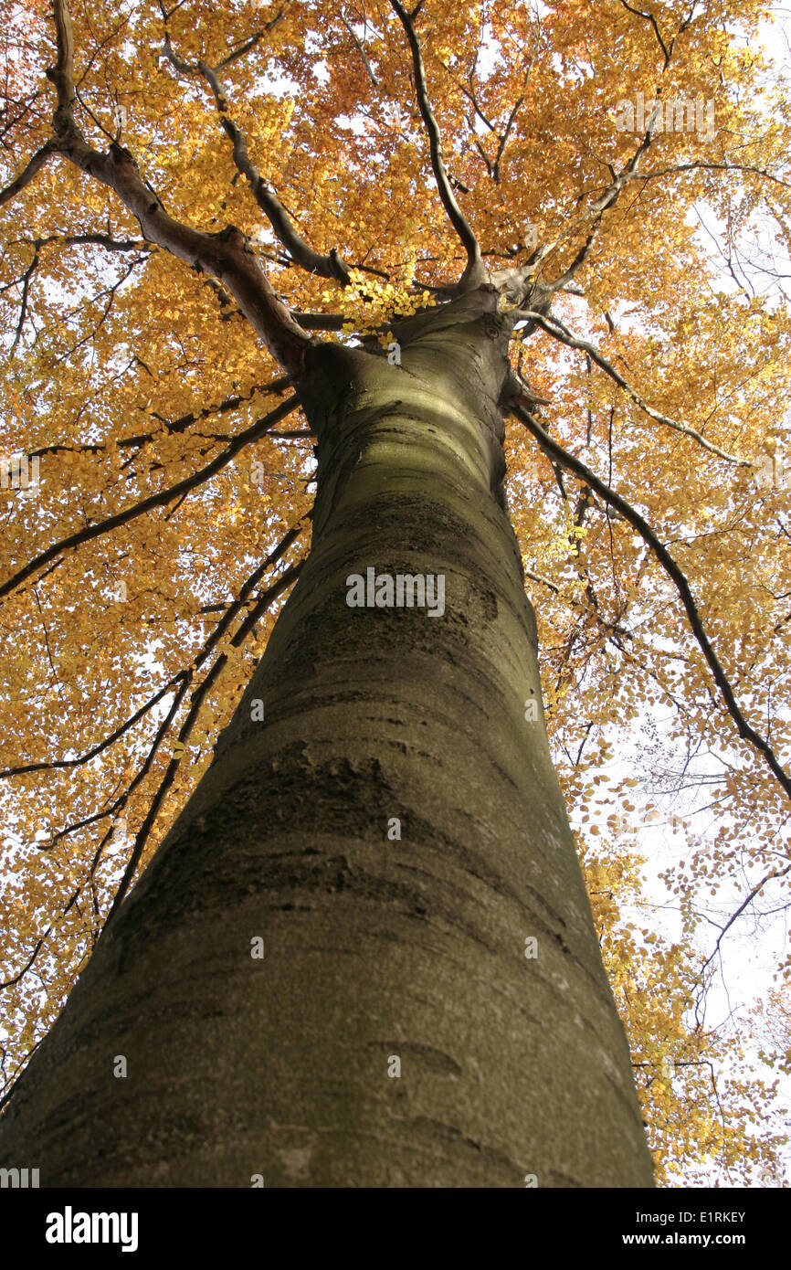 Colourfull autumn hi-res stock photography and images - Alamy