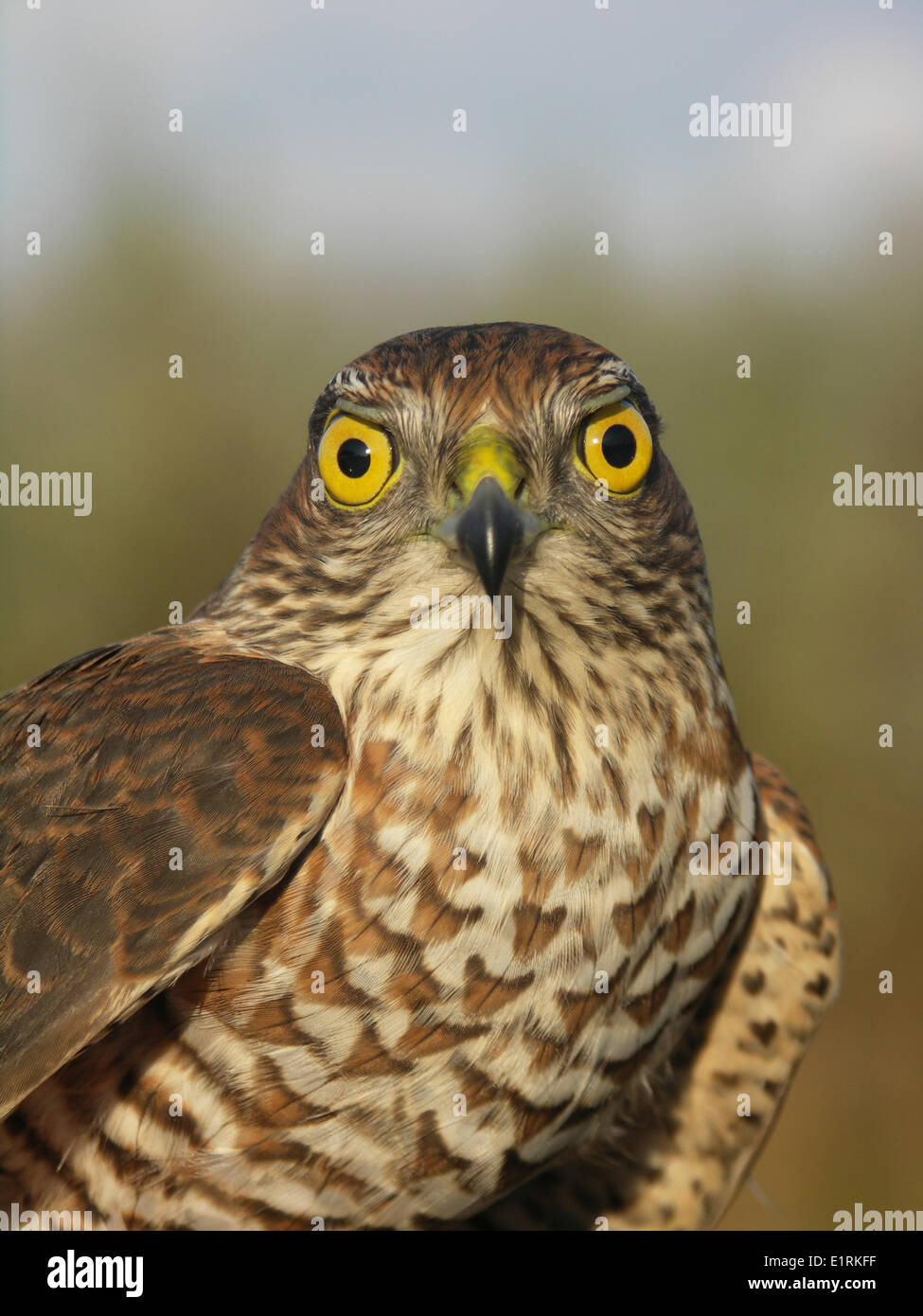 Front view of a juvenile male Sparrow Hawk caught for banding, headshot ...