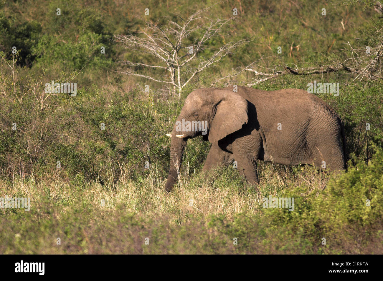 photo of an African elepant in its environment Stock Photo - Alamy