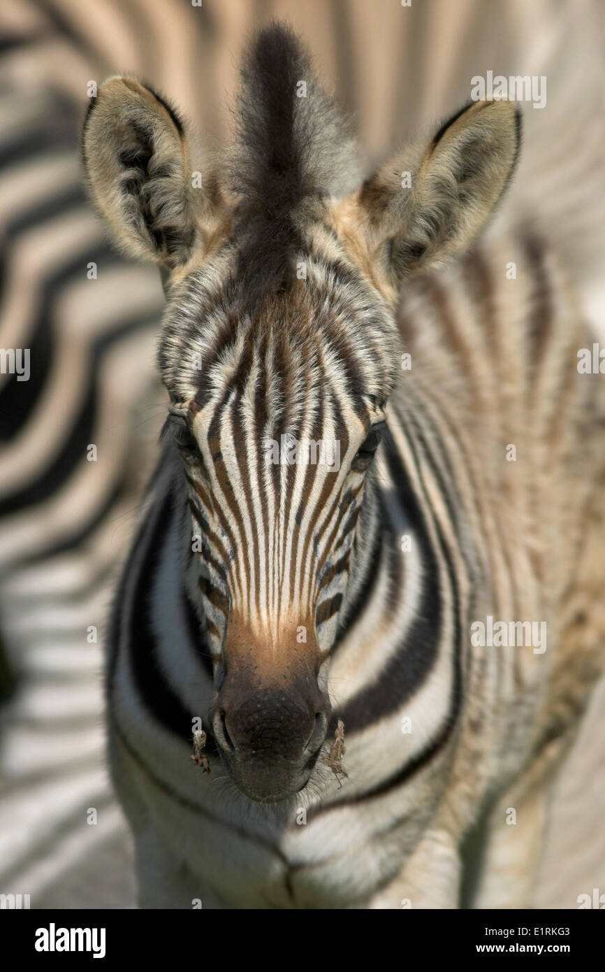 Vertical picture of the head of a Burchells Zebra with it's mother in ...