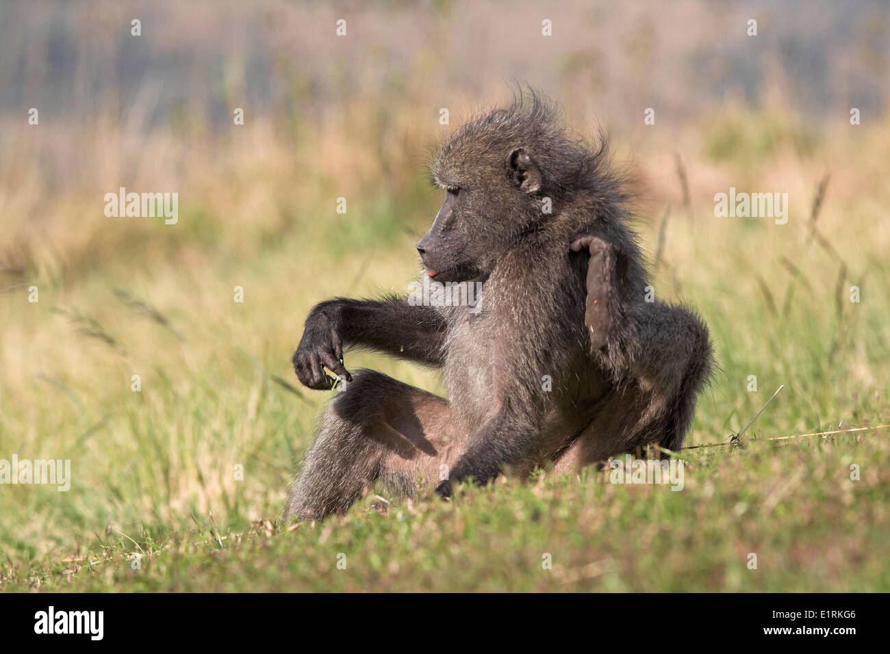 a chacma baboon scratches behind his ear with its hind leg Stock Photo ...
