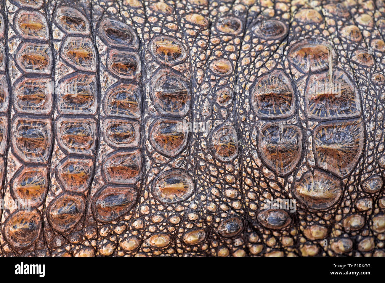 photo of the pattern of the skin of a nile crocodile Stock Photo - Alamy