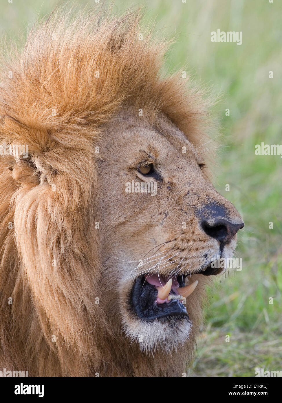 Portrait of a male lion hi-res stock photography and images - Alamy