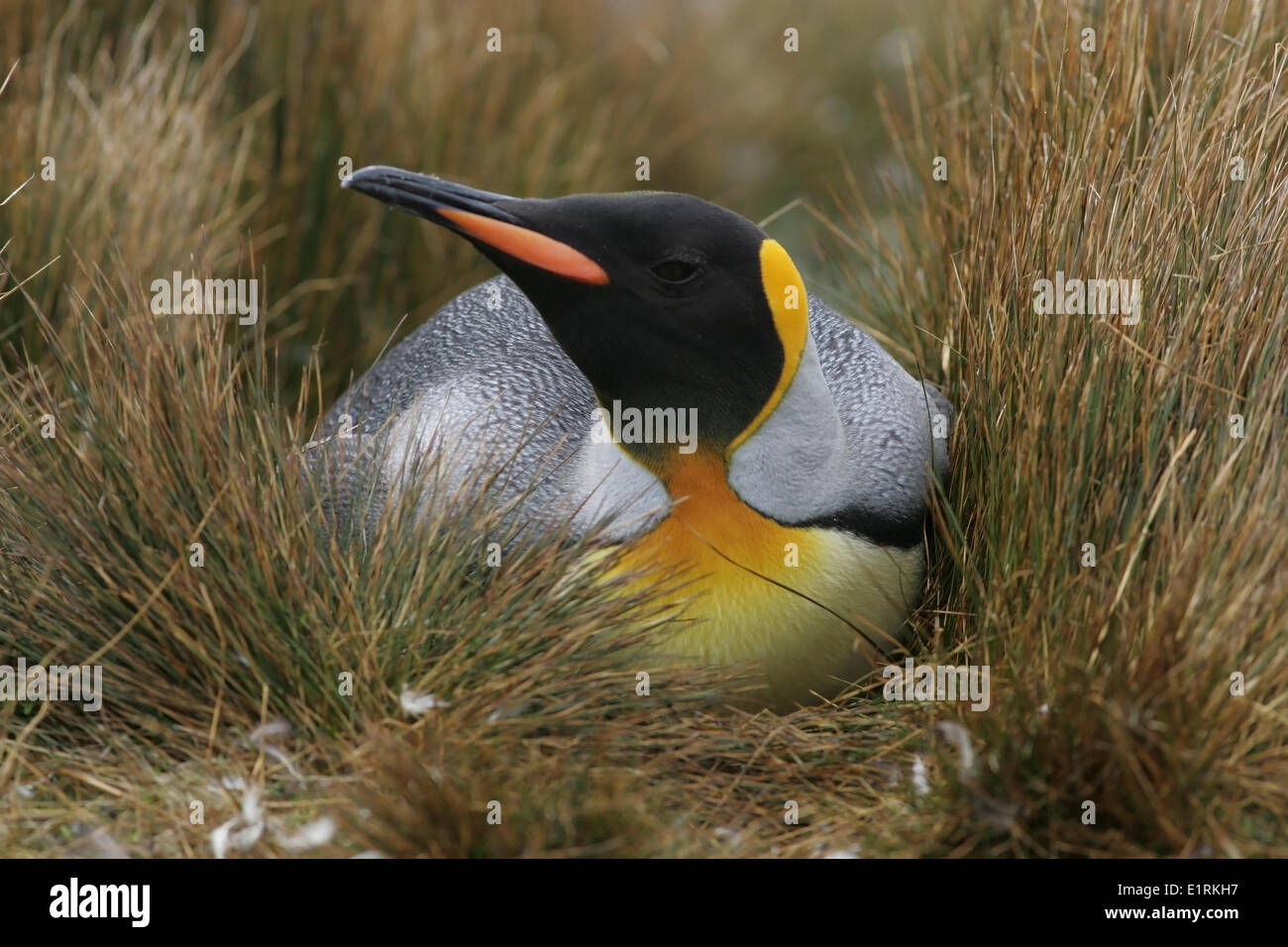 King Penguin (Aptenodytes patagonicus) portrait Stock Photo - Alamy