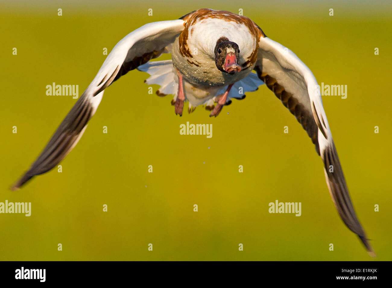 Gea green hi-res stock photography and images - Alamy