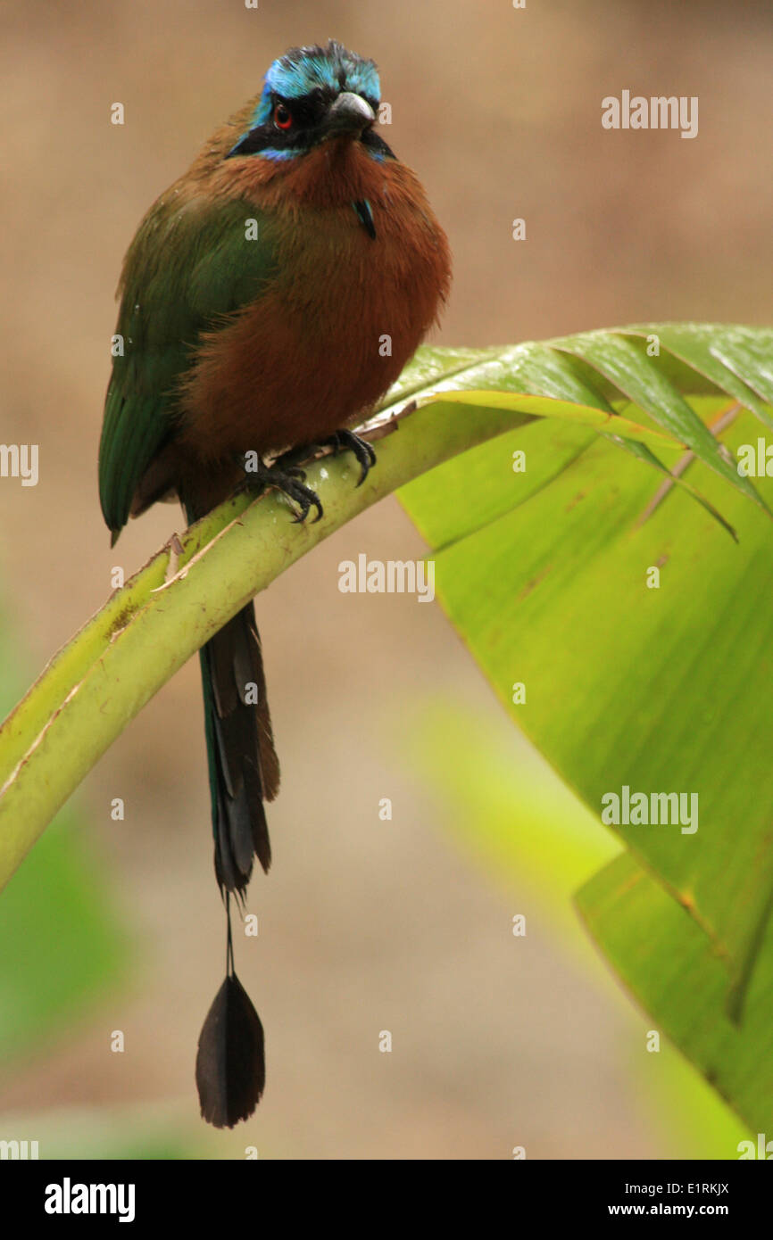 Blue-crowned Motmot op bananenblad Stock Photo - Alamy