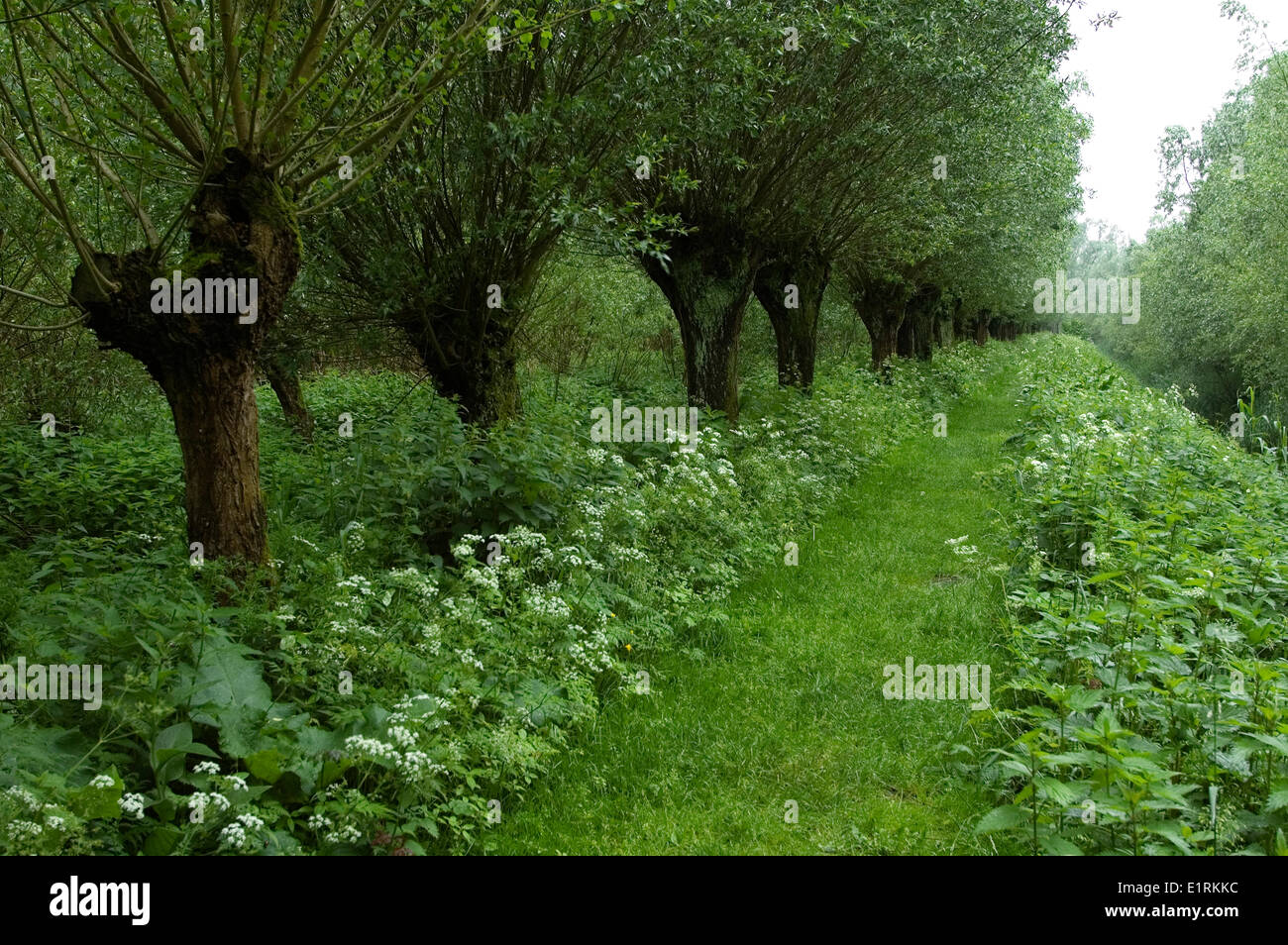pollard willows in spring Stock Photo - Alamy