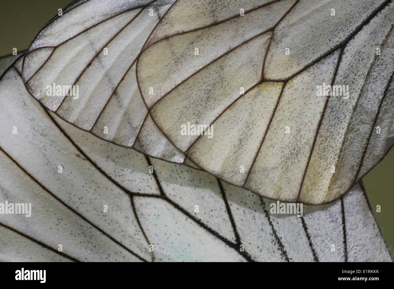 Detail of the wings of mating Black-veined whites Stock Photo - Alamy