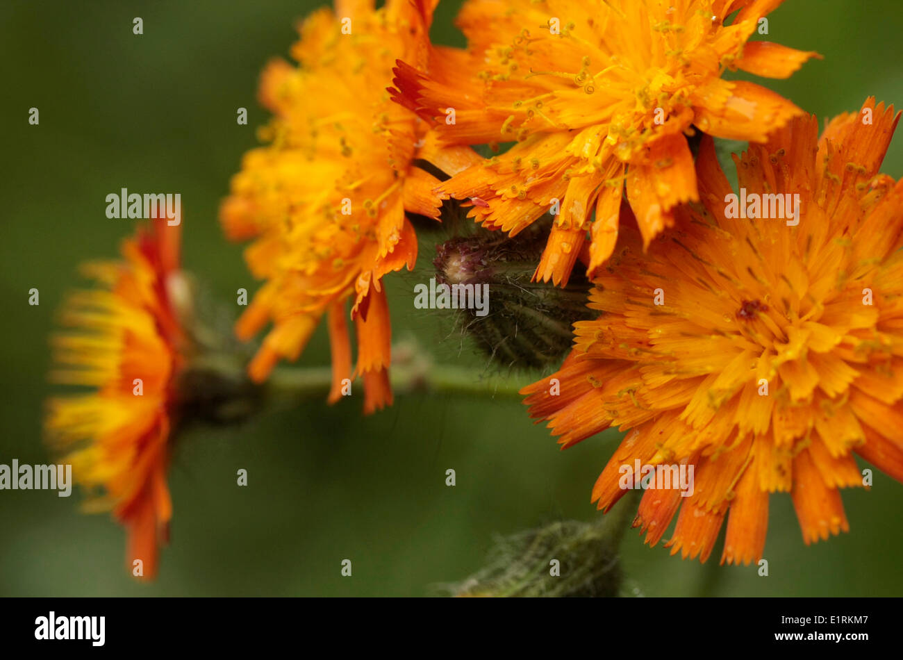 Orange flowers of Fox-and-cubs Stock Photo - Alamy