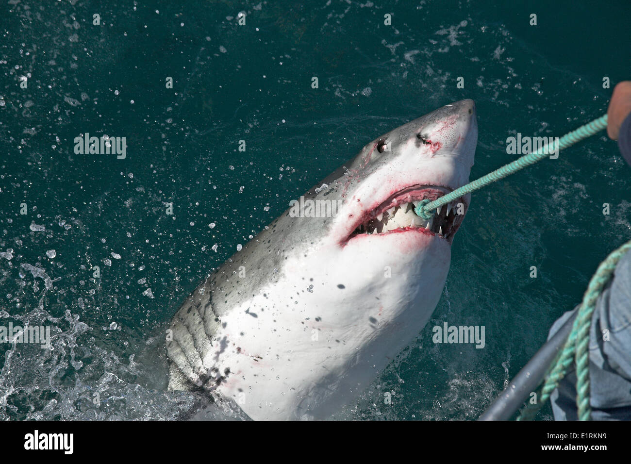 Great white shark breaching hi-res stock photography and images - Alamy