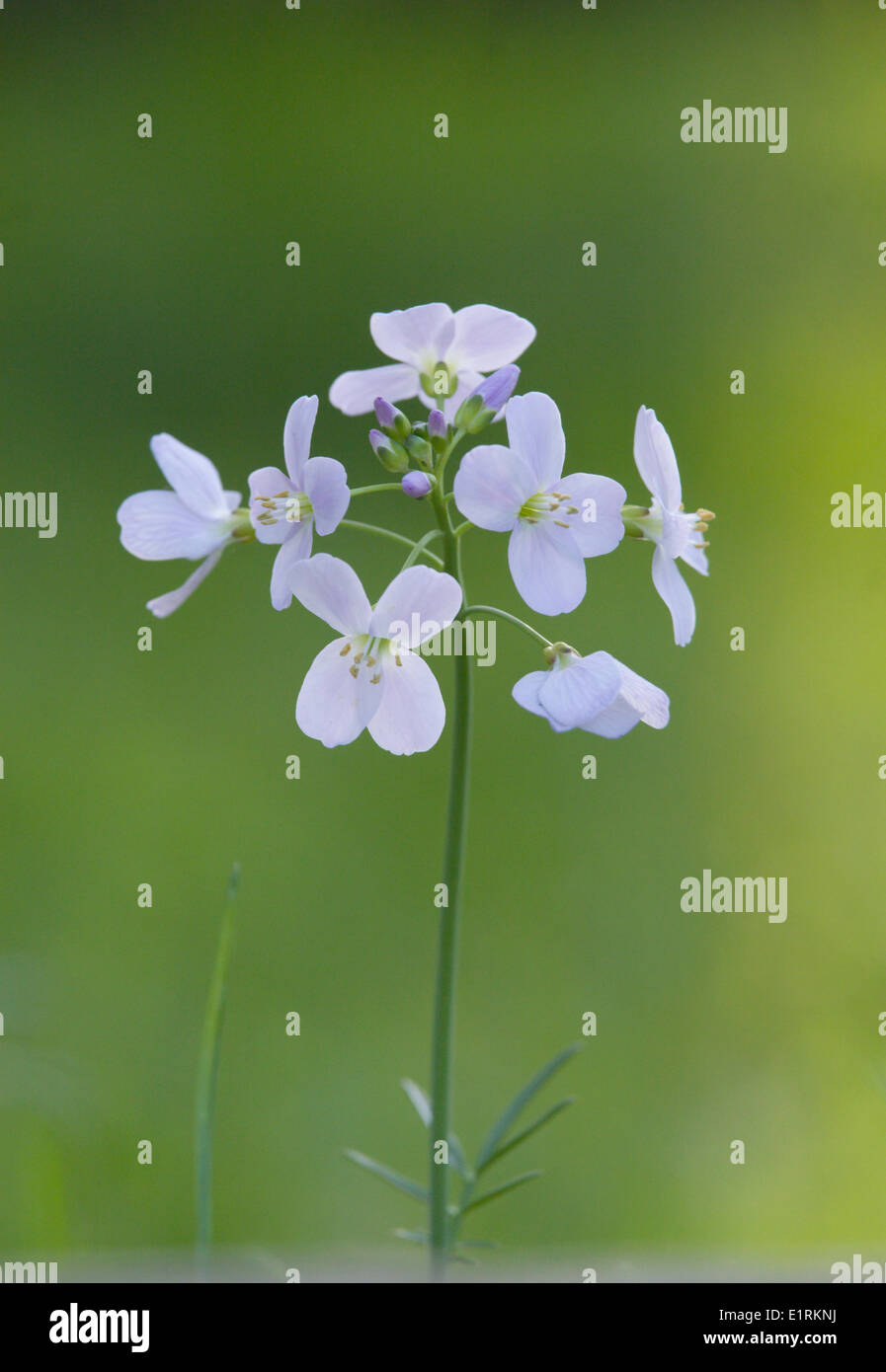 Blooming cuckoo flower hi-res stock photography and images - Alamy