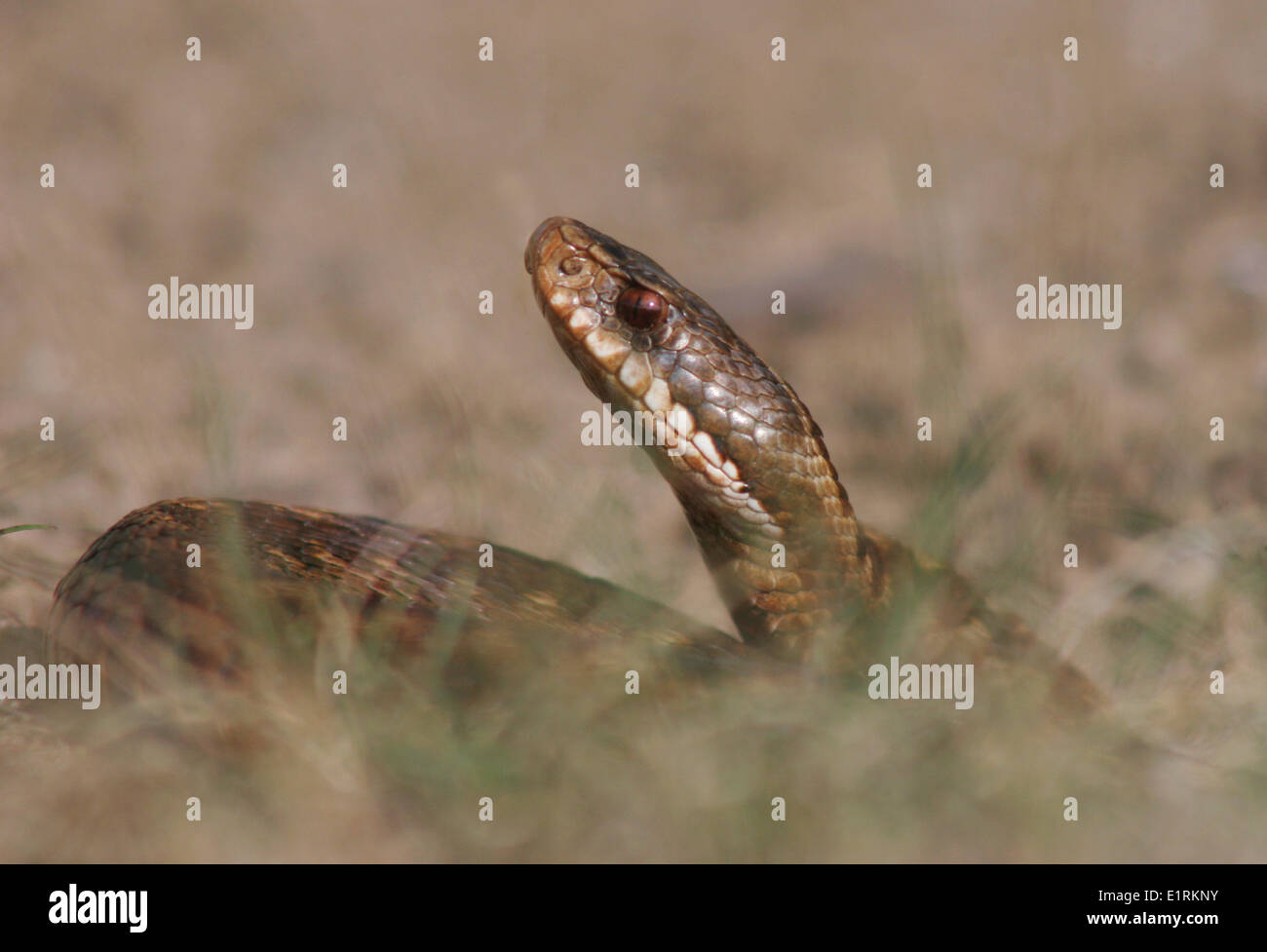 Common grass snake hi-res stock photography and images - Alamy
