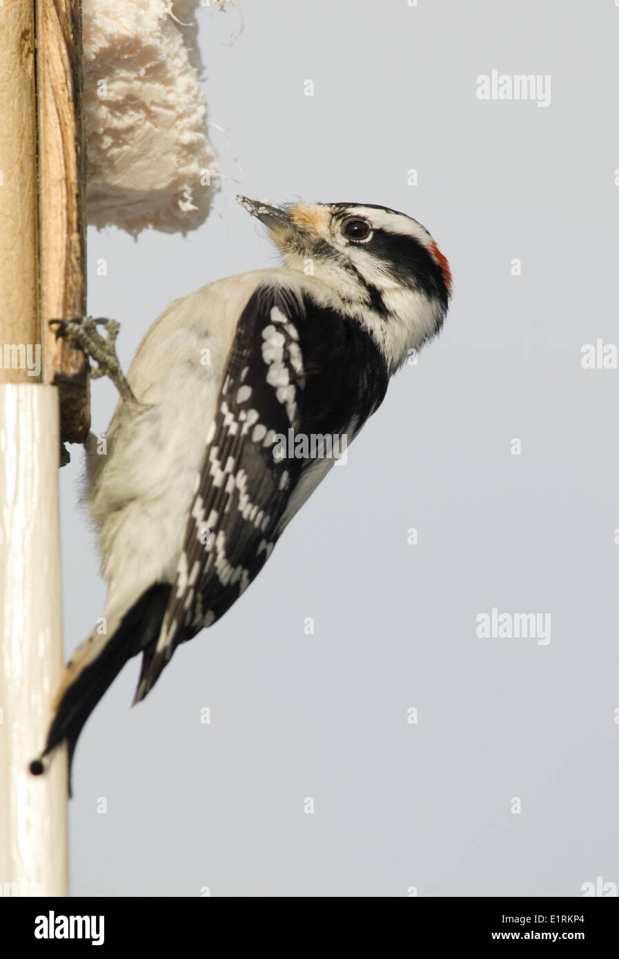 A Downy Woodpecker eating fat on a pole Stock Photo - Alamy