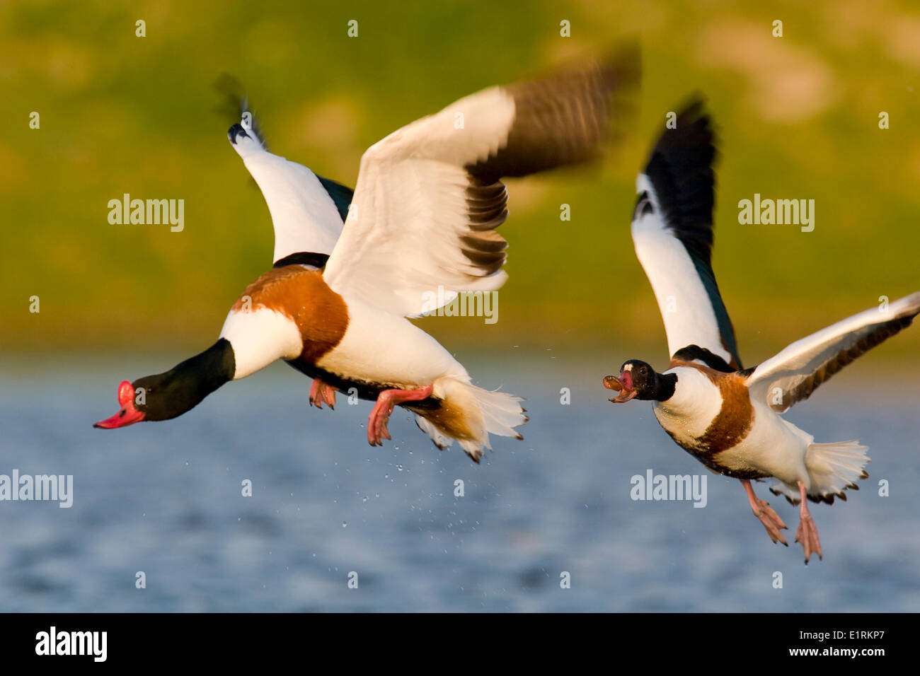 Shelduck flying hi-res stock photography and images - Alamy