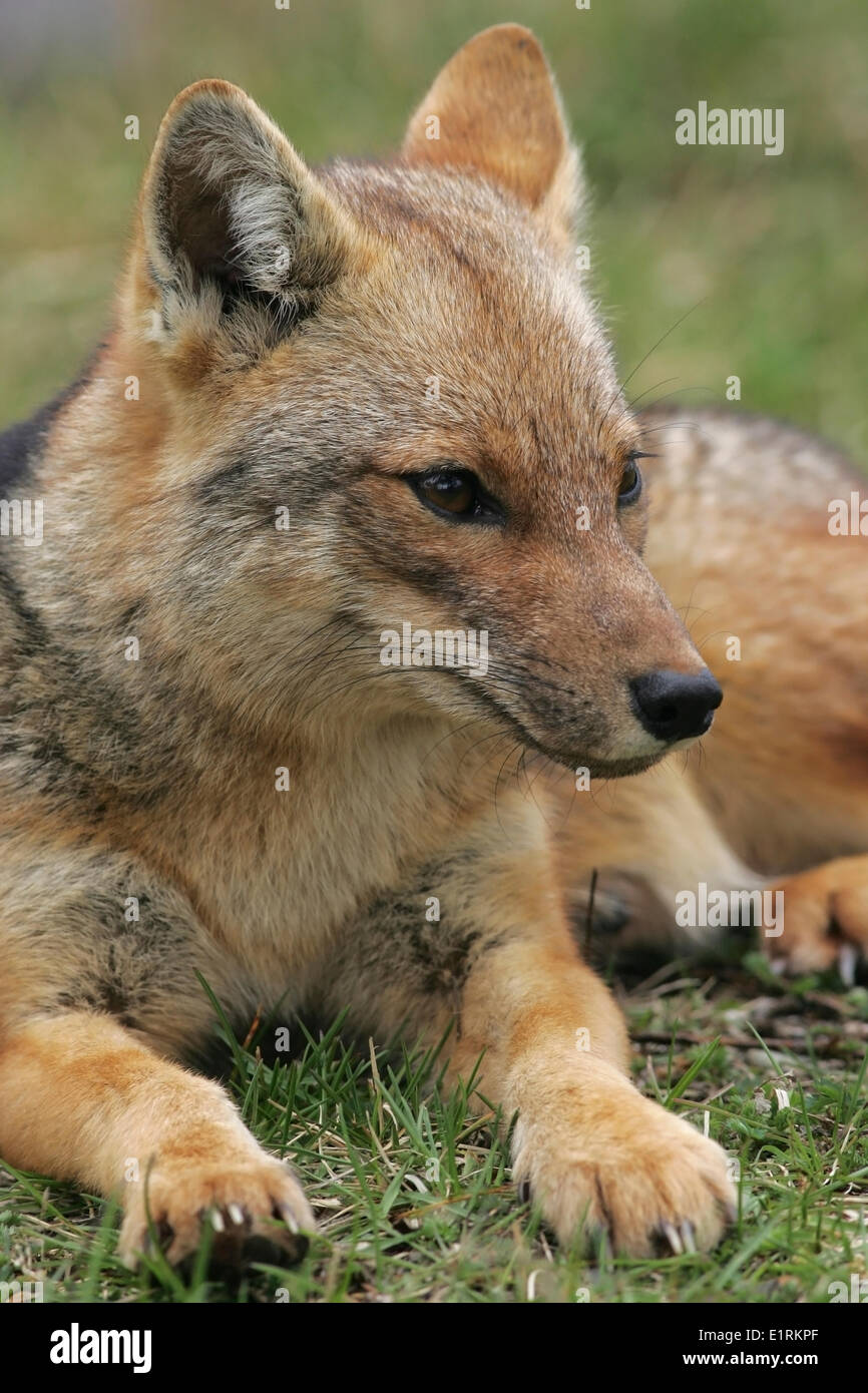 Andean fox prey hi-res stock photography and images - Alamy