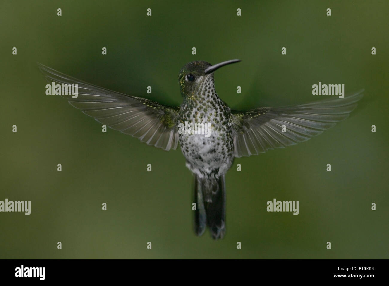 Many spotted hummingbird hi-res stock photography and images - Alamy