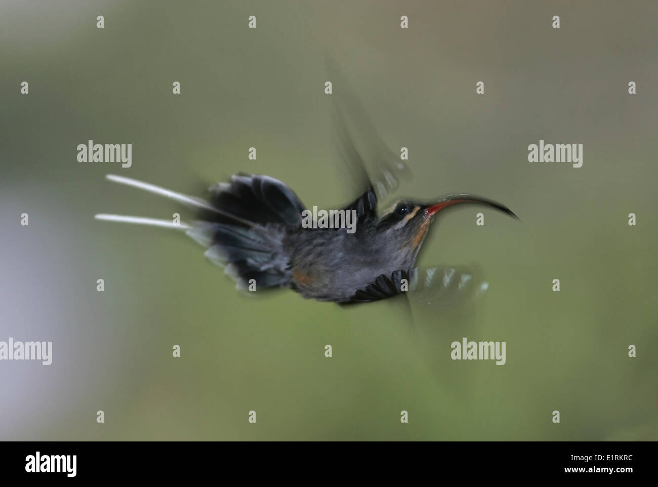 Green Hermit (Phaethornis guy0 Stock Photo - Alamy