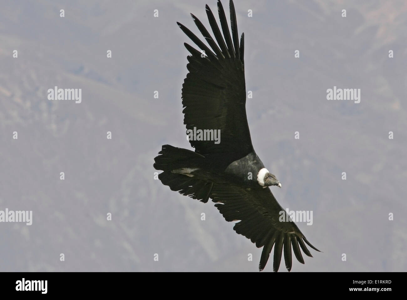 Andean Condor (Vultur gryphus) flying Stock Photo - Alamy Andean Condor (Vultur gryphus) flying Stock Photo - Alamy