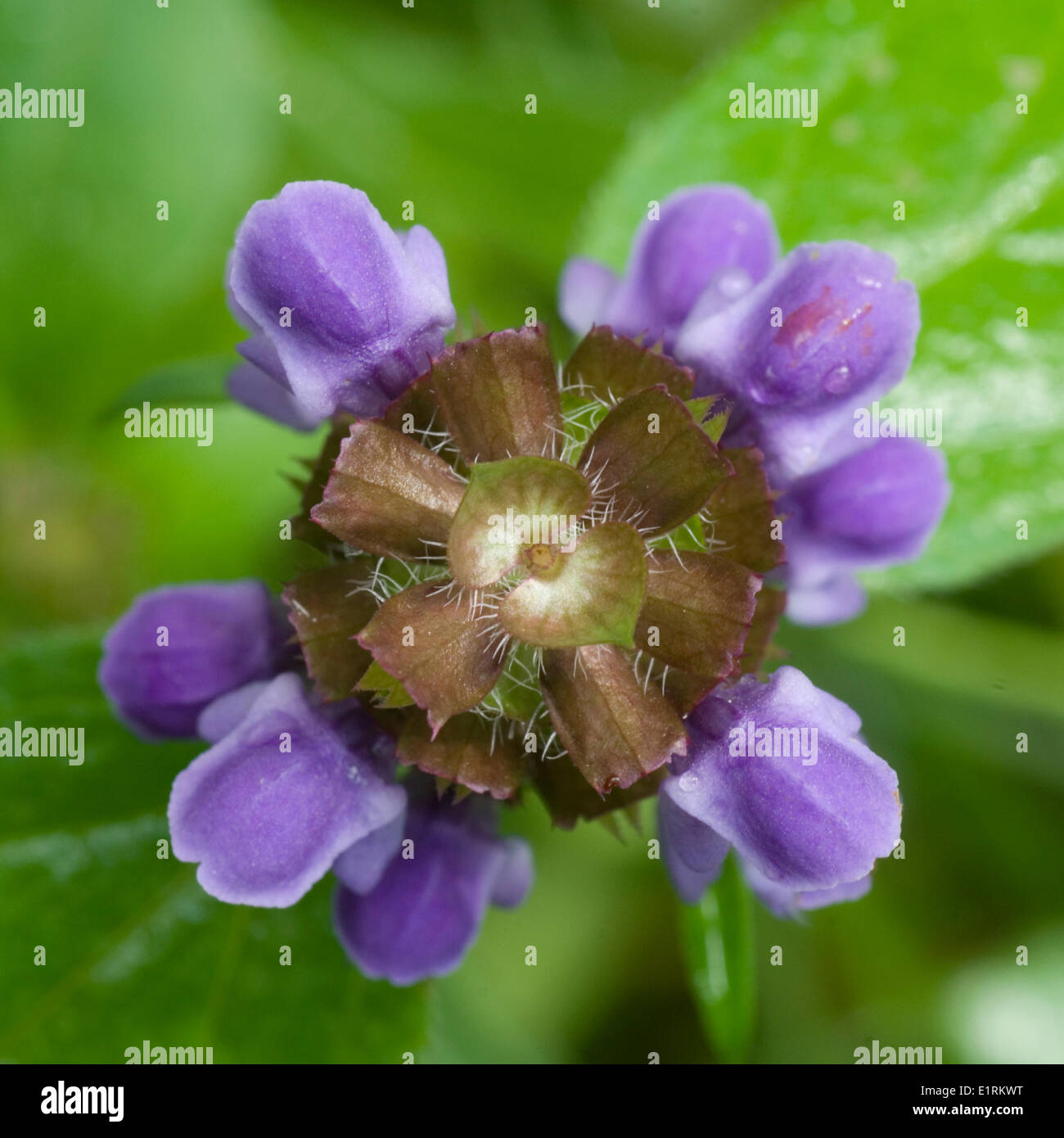 Top View of Self-Heal Stock Photo - Alamy