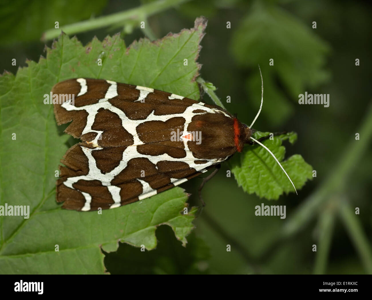 Garden tiger moth (Arctia caja Stock Photo - Alamy