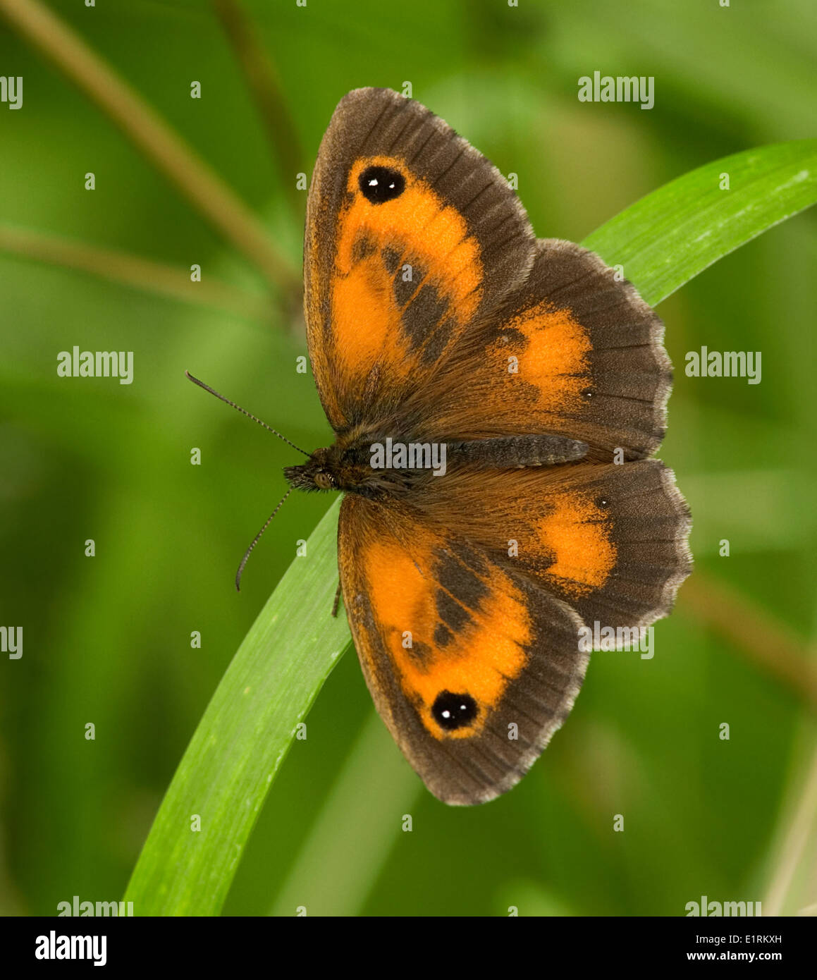 Gatekeeper or Hedge Brown (Pyronia tithonus Stock Photo - Alamy