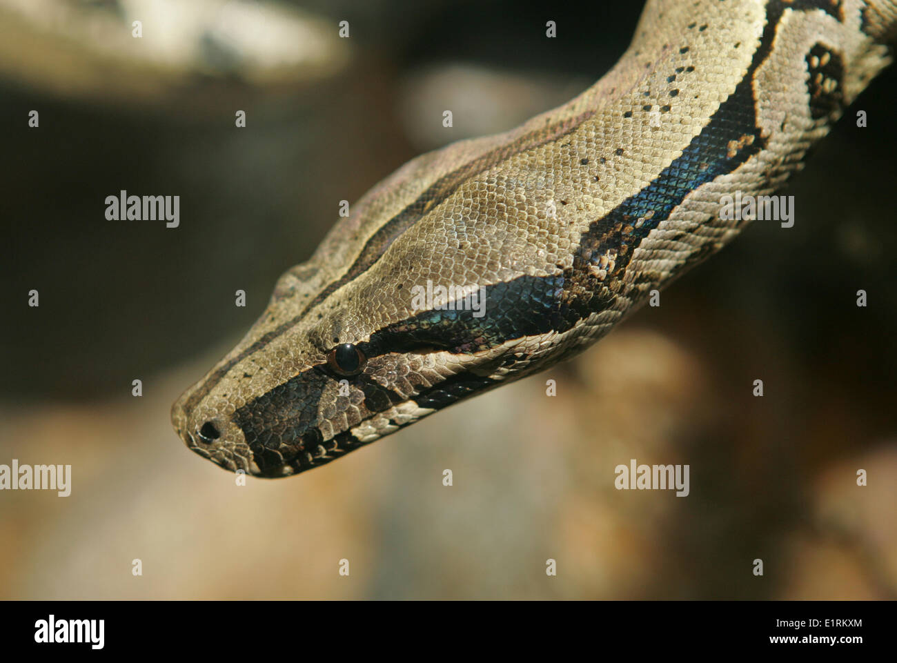 Head shot of a Common Northern Boa (Boa constrictor imperator Stock ...
