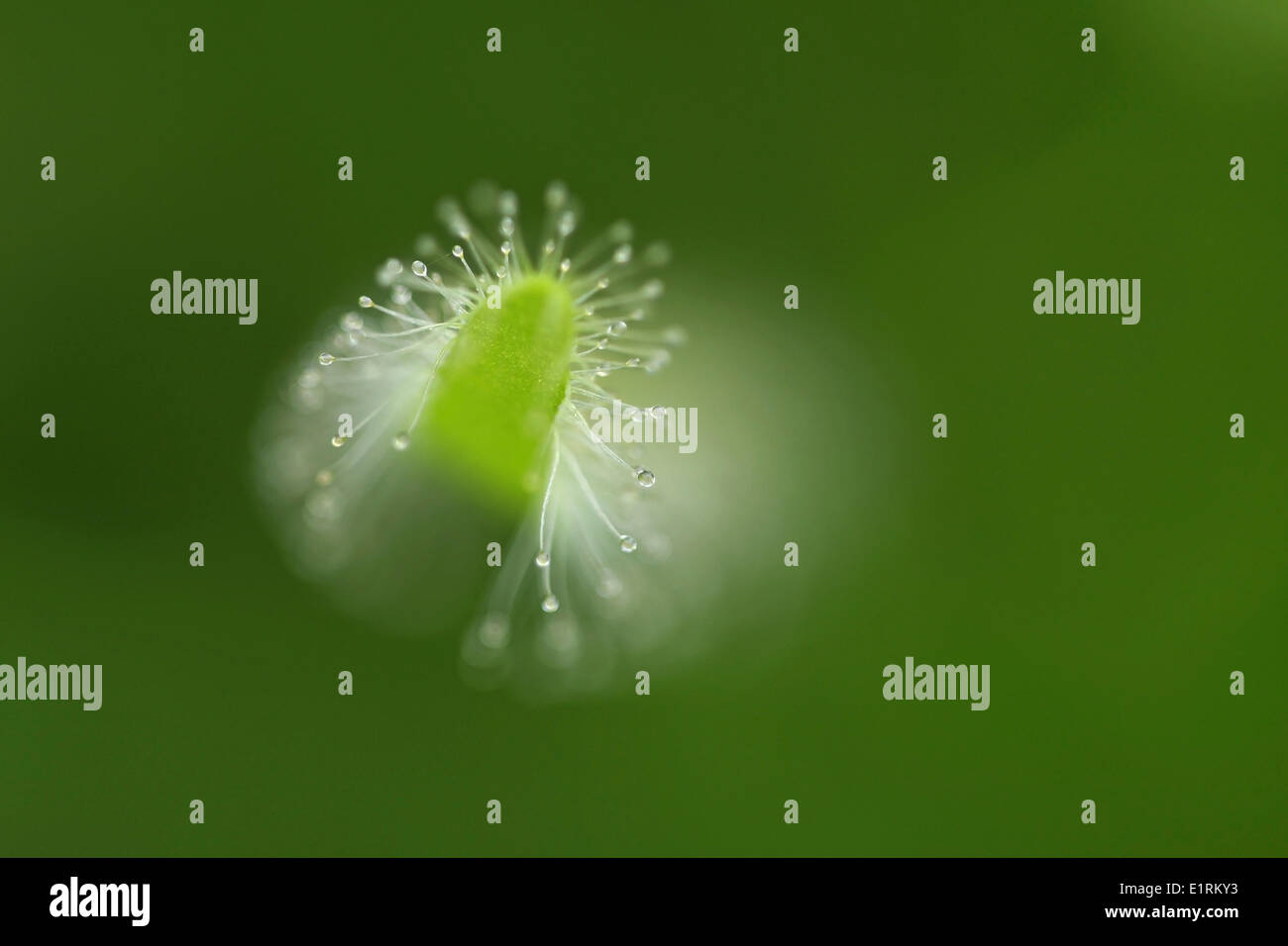 Cape Sundew (Drosera capensis Stock Photo - Alamy