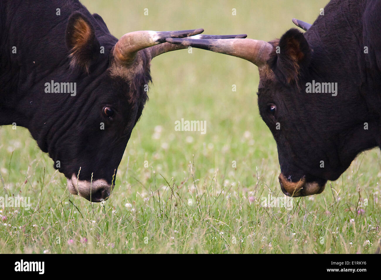 Cattle fighting hi-res stock photography and images - Alamy
