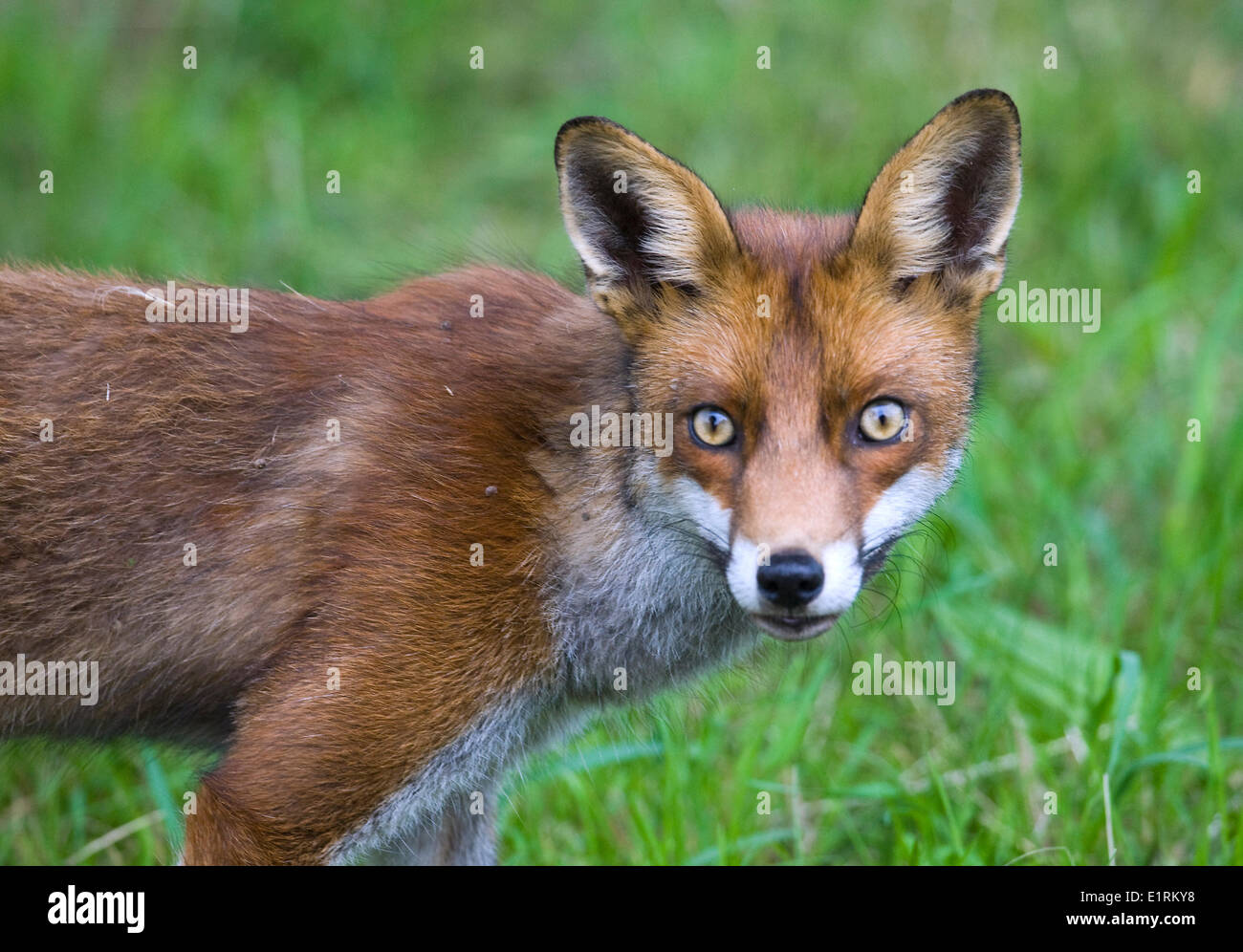 Fox hunting female hi-res stock photography and images - Alamy